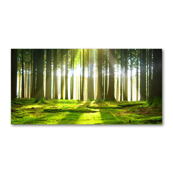 Union Rustic Wald in der Sonne - Kunstdrucke auf Leinwand - Wrapped Canvas | Wayfair.de